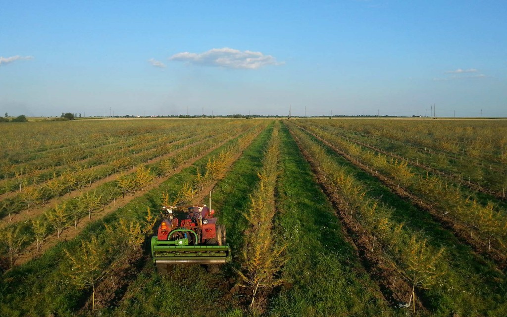 Why Seabuckthorn | Catarg Activ